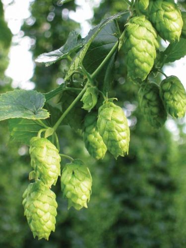 Growing Hops at Home - Grit